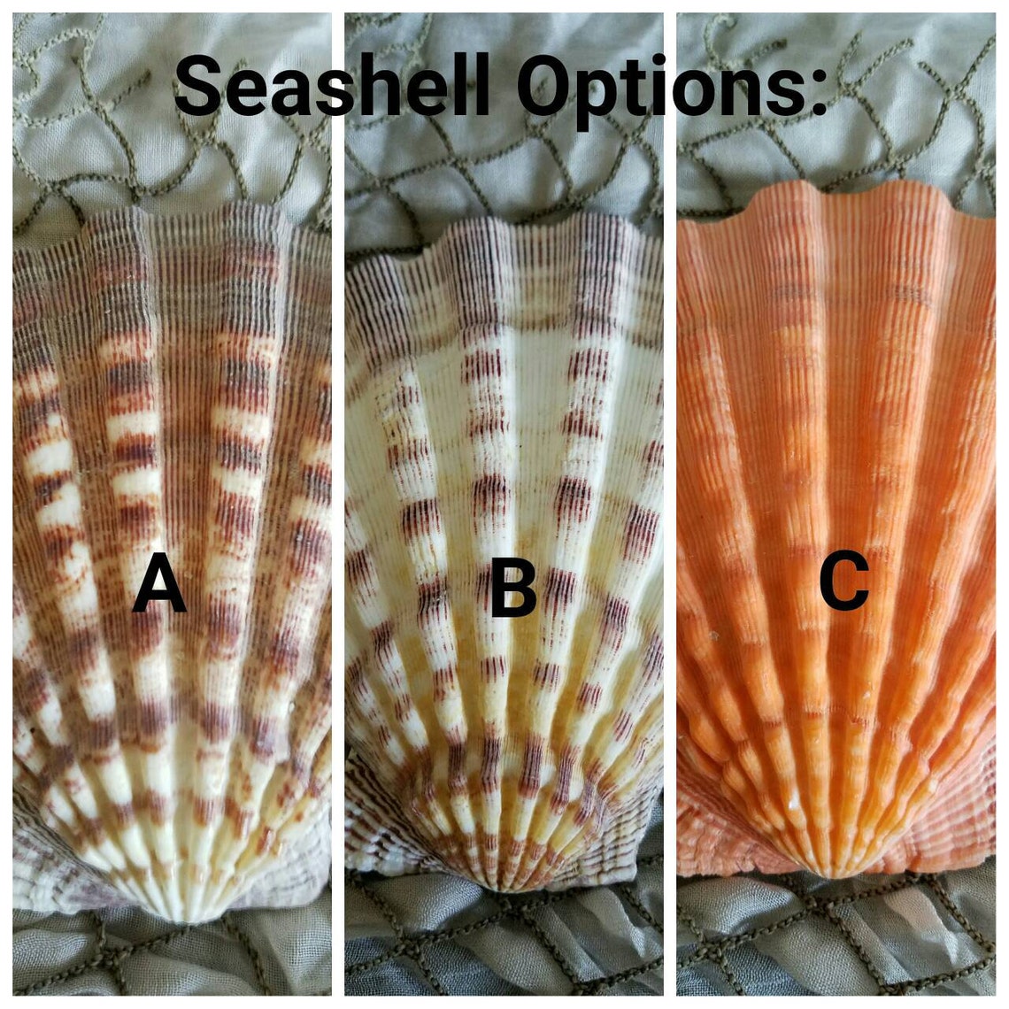 Seashell Bra - Etsy