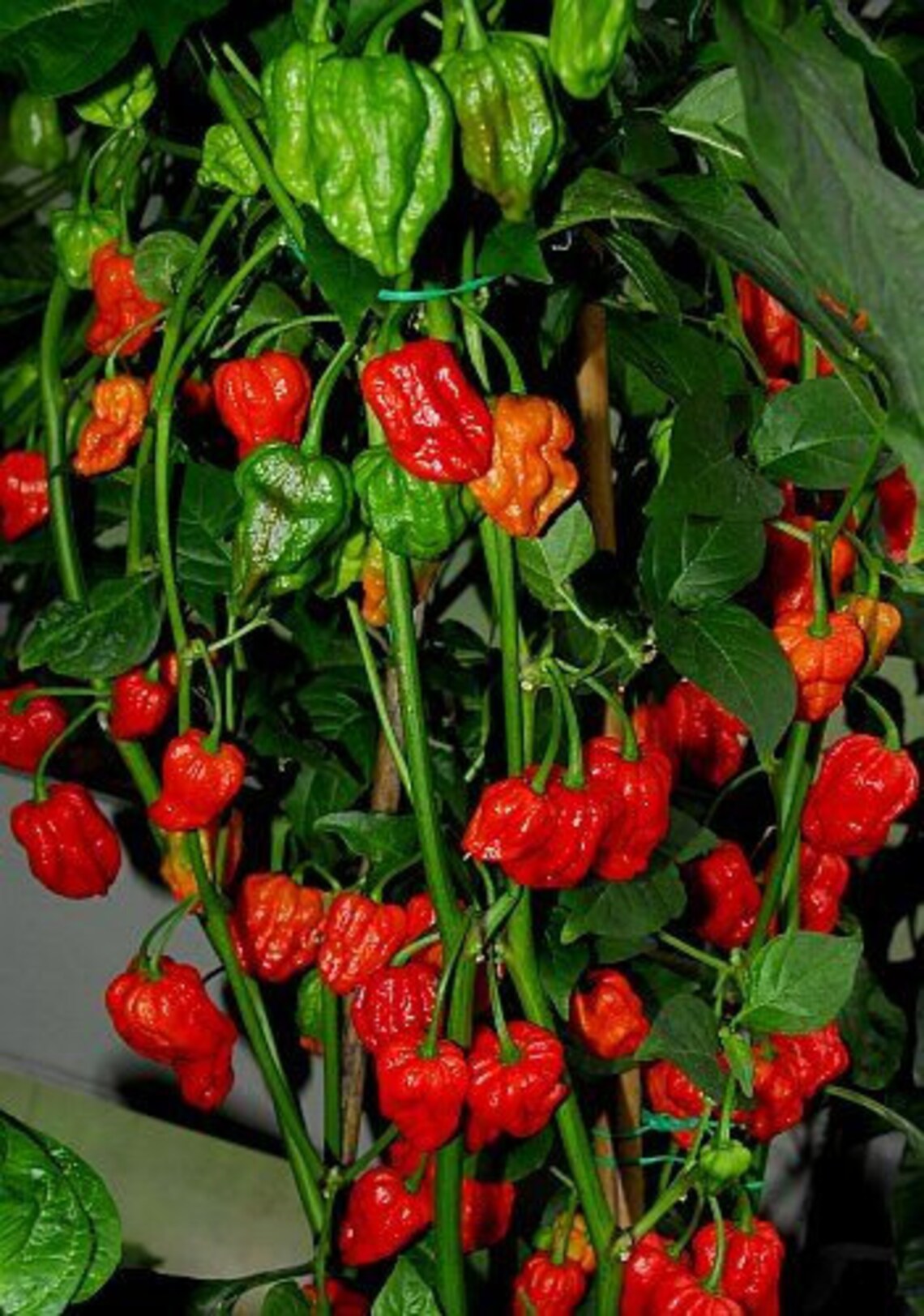 Orange carolina reaper seeds - verycode