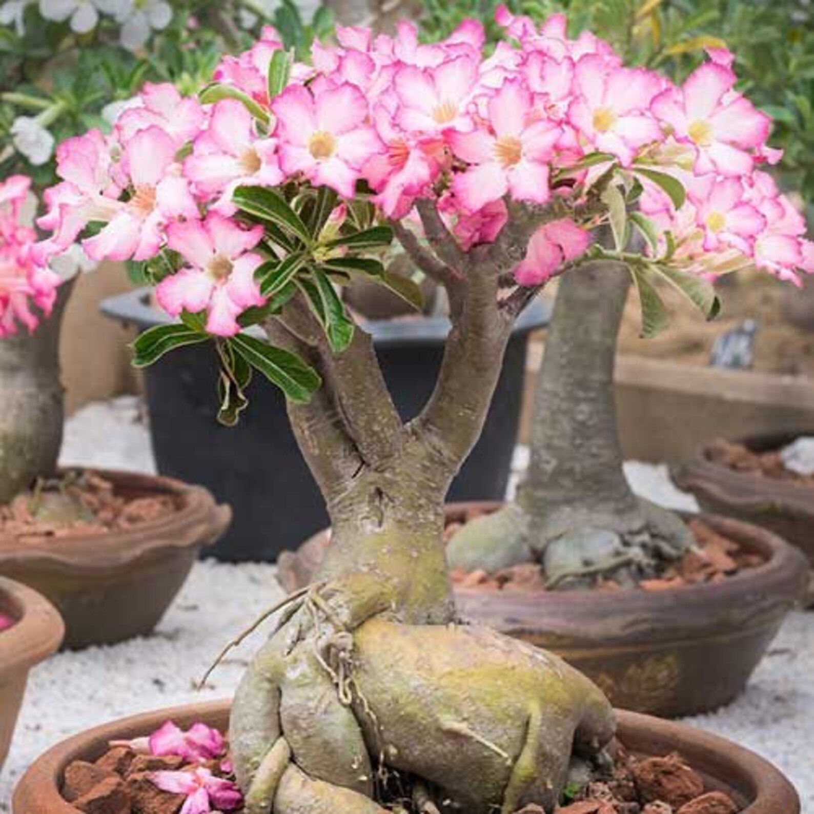 Adenium Obesum Seeds 5 - Etsy