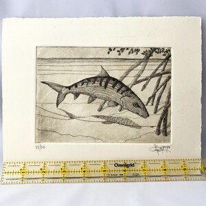 Vintage "bone Fish" Original Etching. Hand Tinted. - Etsy