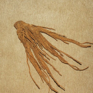 Master Root Oil - Etsy