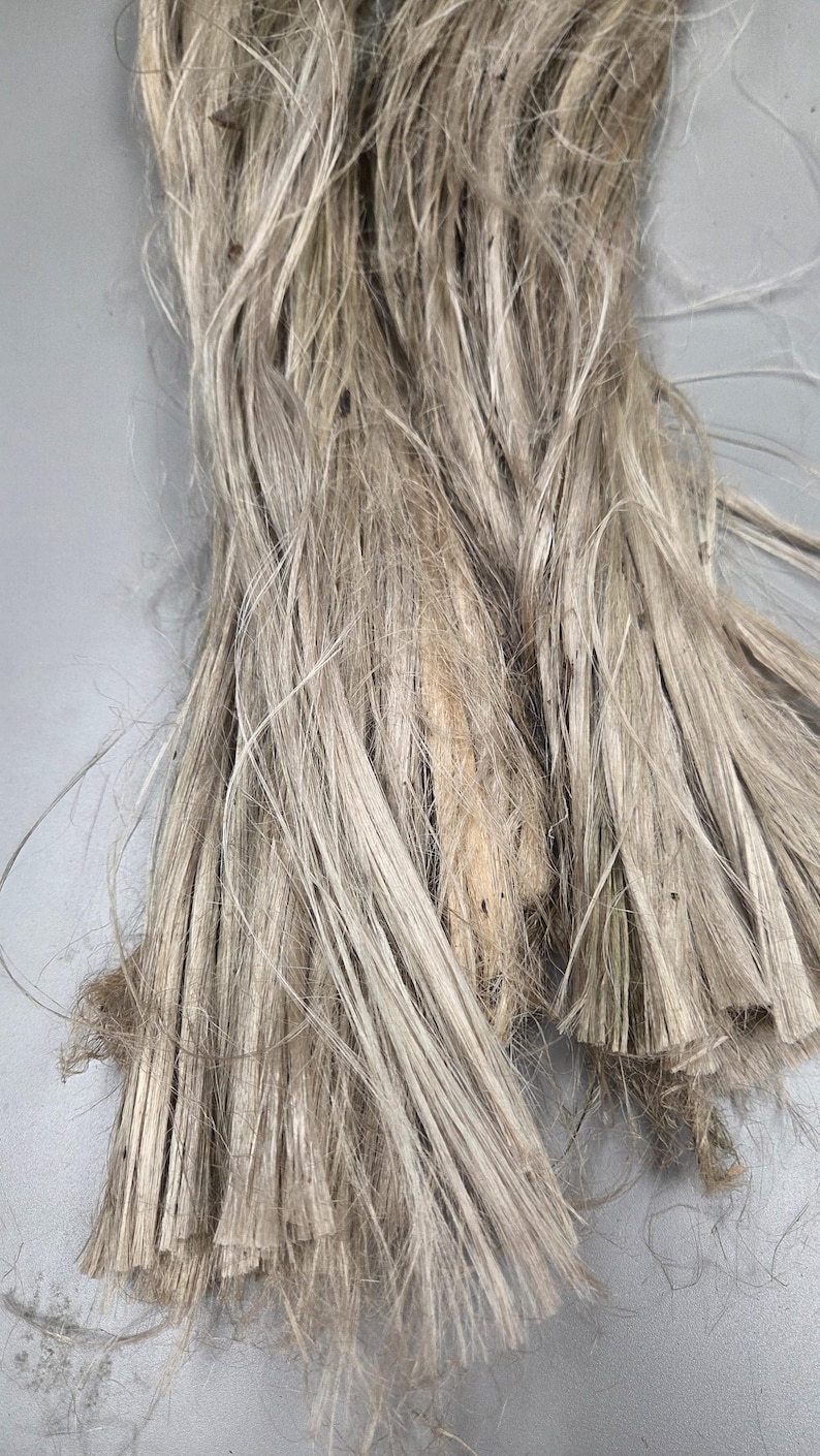 Algae Brown Seaweed Fiber Bundle. (sargassum). Semi-combed, Natural ...