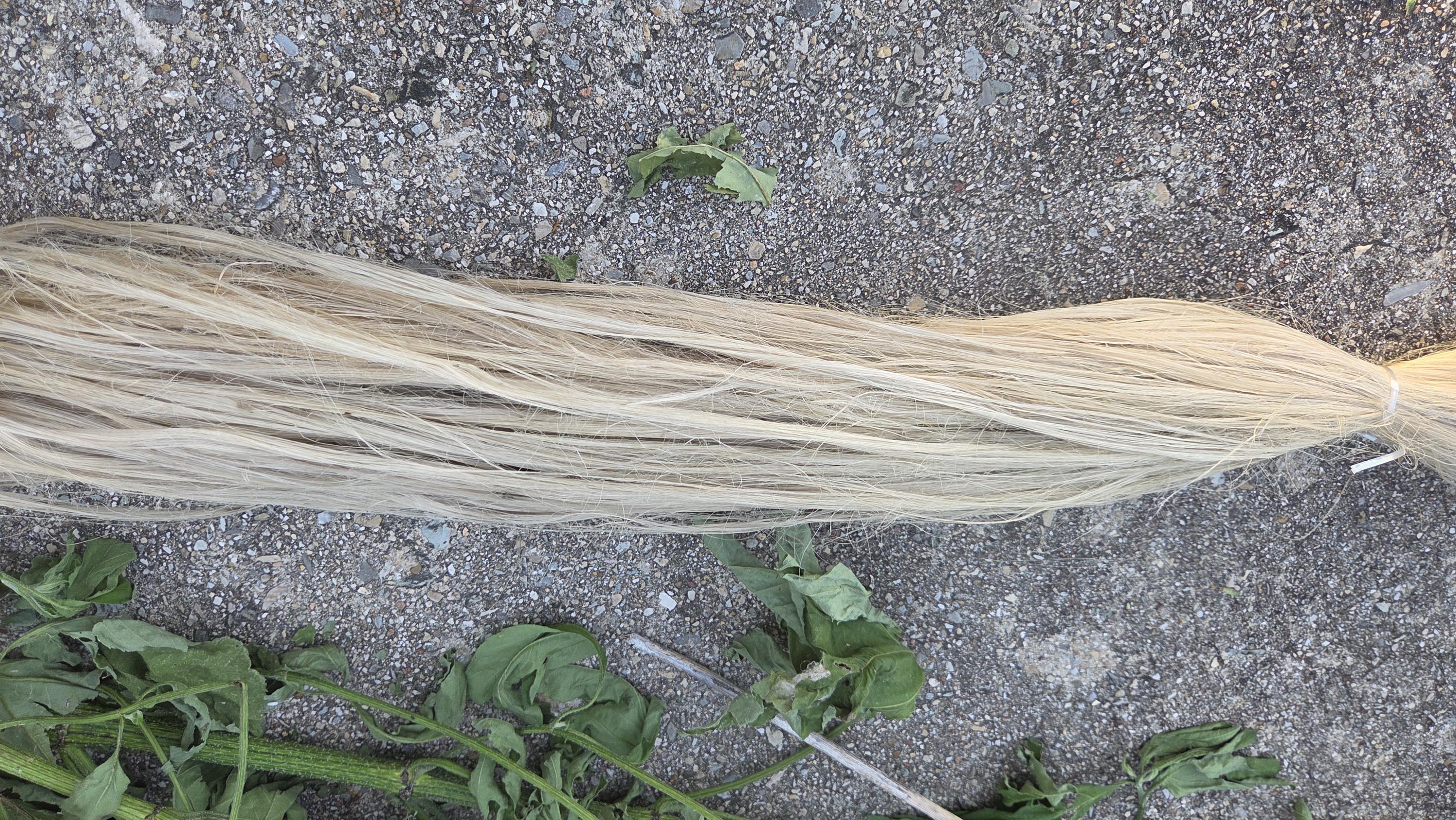 Sunn Hemp Fiber Bundle. 1 Oz. 100% Natural Fiber. Great for Basketry ...