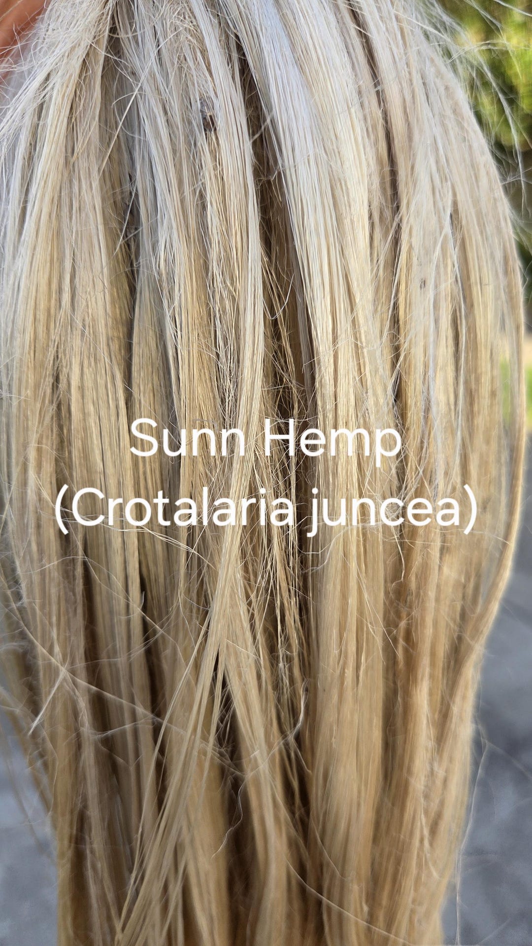 Sunn Hemp Fiber Bundle. 1 Oz. 100% Natural Fiber. Great for Basketry ...