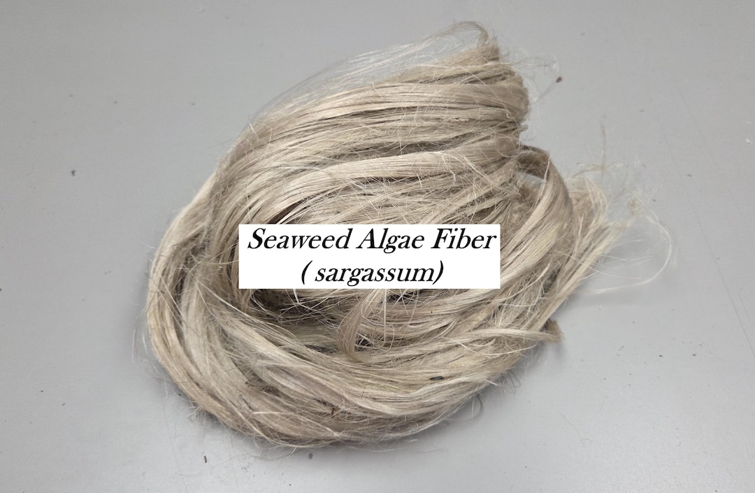 Algae Brown Seaweed Fiber Bundle. (sargassum). Semi-combed, Natural ...