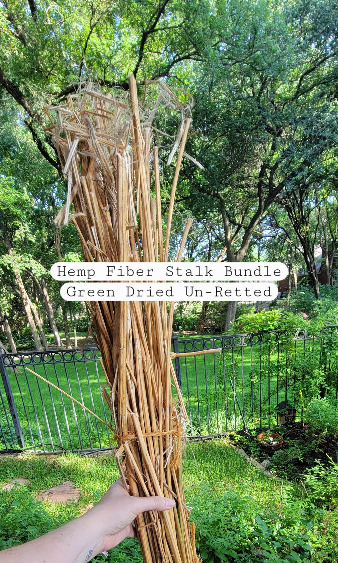Hemp Stalk Bundle. Un-retted. Cut Green and Dried. USA Grown. - Etsy