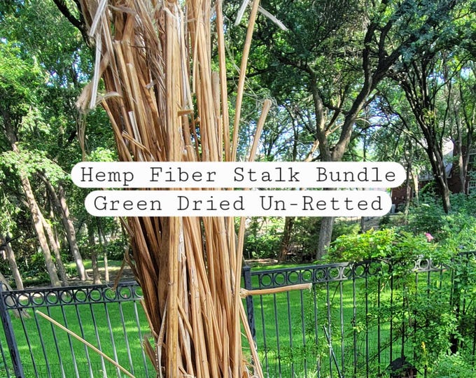 Hemp Stalk Bundle. Un-retted. Cut Green and Dried. USA Grown. - Etsy