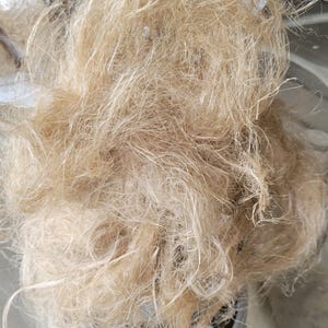 Sunflower Stalk Fiber. Un-combed. Raw Unfinished Bundles - Etsy