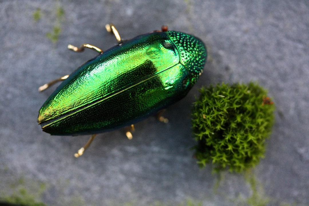Iridescent Beetle Brooch, Green Insect Jewelry, Taxidermy Pin - Etsy
