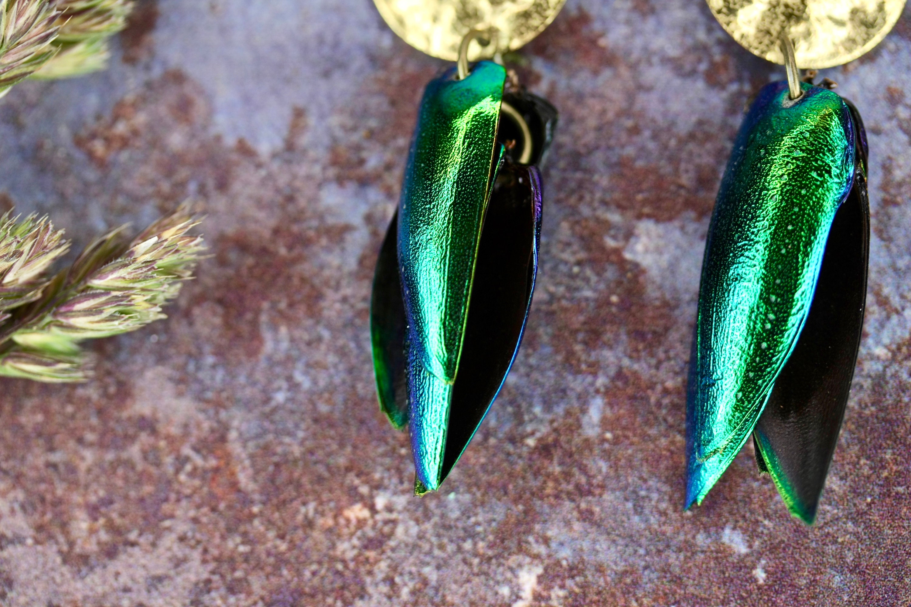 Beetle Earrings Beetle Wing Earrings Unusual Earrings Taxidermy ...