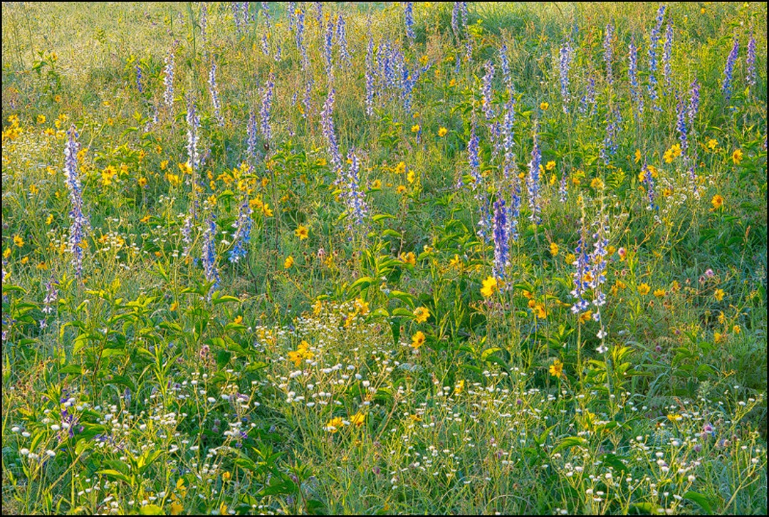 Nature Photography, Flowers, Prairie, Searles Prairie, Wildflowers ...
