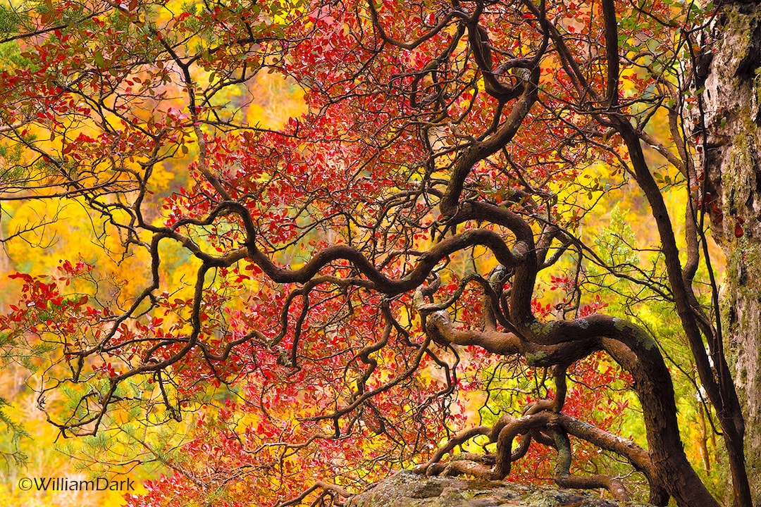 Farkleberry Tree, Sparkleberry Tree, Shrub, Buffalo River, Twisted ...