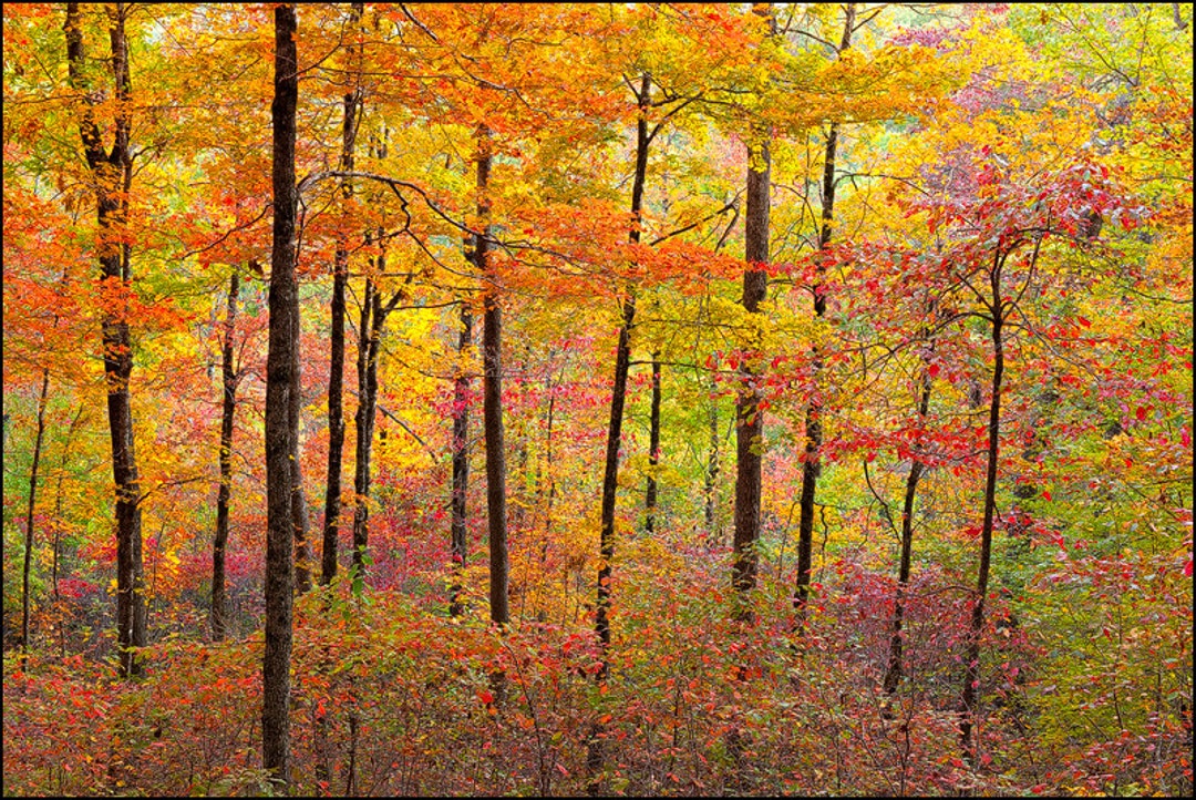 Nature Photography, Wdphotography, Fall Color, Maple Trees, Trees ...