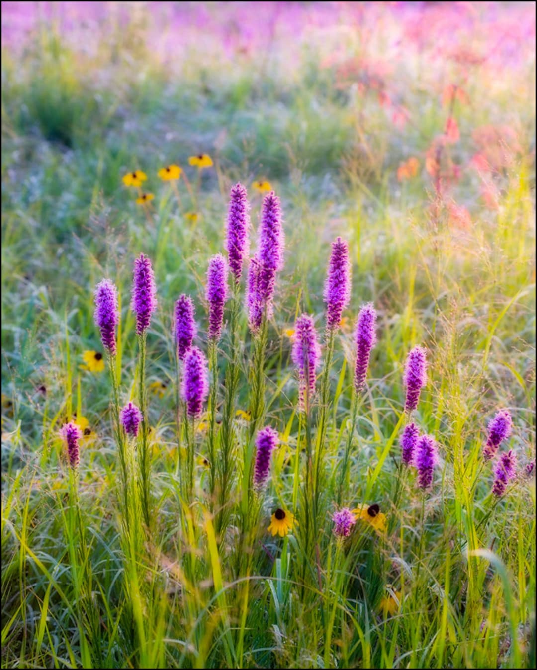 Nature Photography, Flowers, Prairie, Searles Prairie, Wildflowers ...