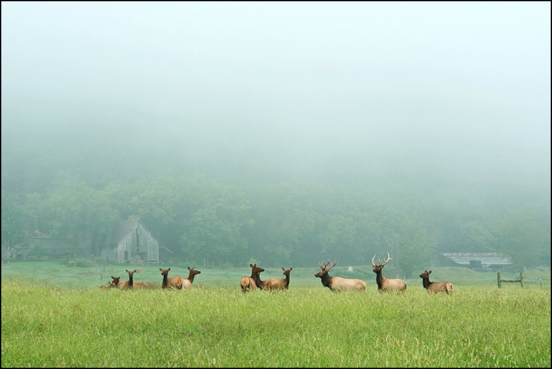 Nature Photography, Elk, Boxley Valley, Arkansas, Fog, Morning, Green ...