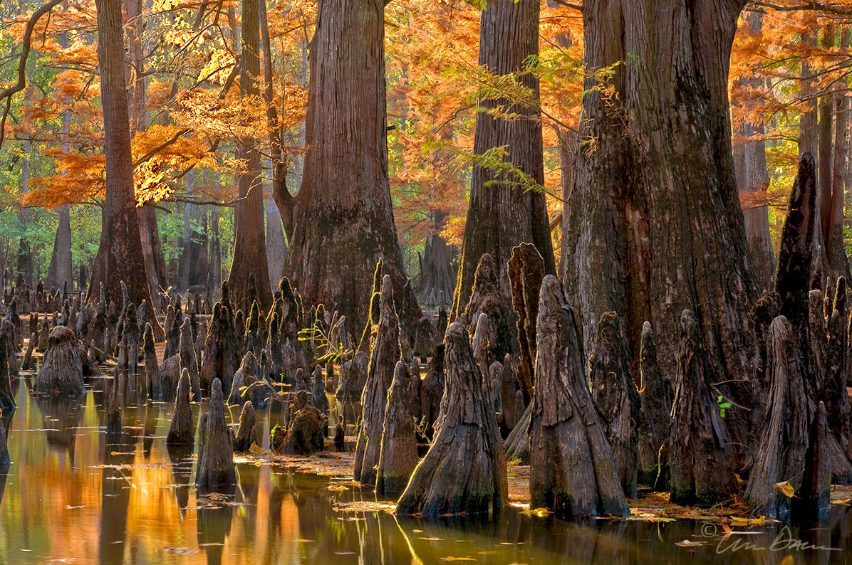 Nature photography fall cypress trees sunrise wetland | Etsy