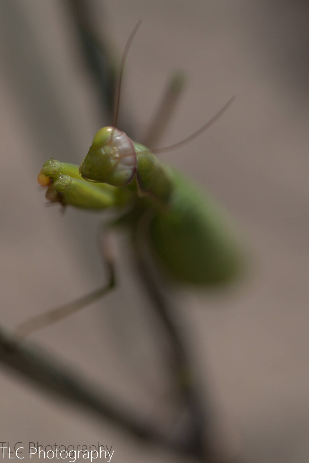 George- Praying Mantis - Insect - Etsy