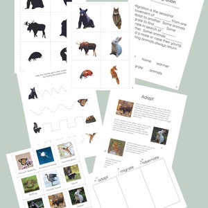 Hibernate Migrate Adapt | Winter Animals Learning Bundle | Nature Study ...