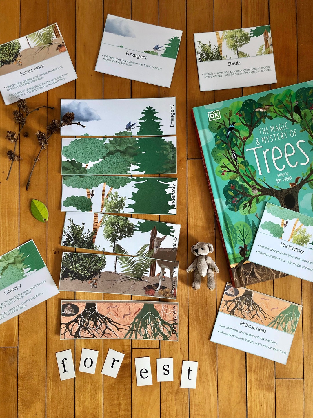 Forest Layers Cards and Puzzle Temperate Forest Nature Study Mini Unit ...