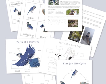 Bird Bundle Anatomy Feather Feet Skeleton Charlotte Mason - Etsy