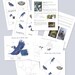 Blue Jay Learning Bundle | Nature Study | Mini Unit | Home School ...