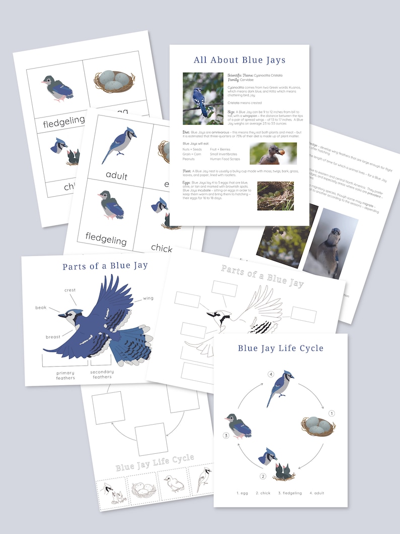 Blue Jay Learning Bundle | Nature Study | Mini Unit | Home School ...