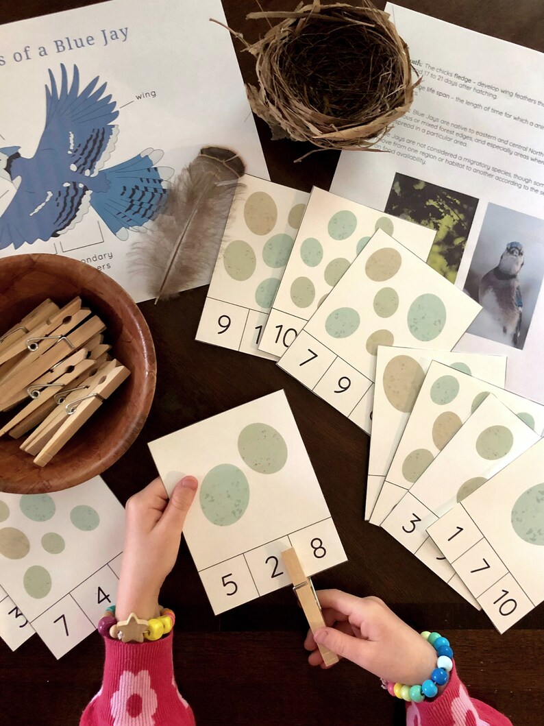 Blue Jay Learning Bundle | Nature Study | Mini Unit | Home School ...