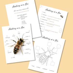 Bees Learning Bundle | Honeybee Nature Study | Mini Unit | Homeschool ...