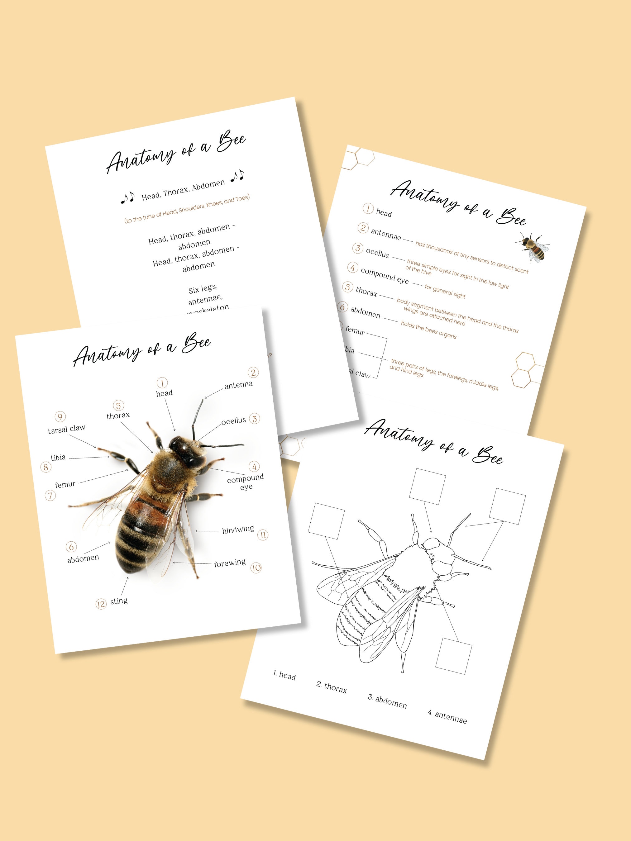 Bees Learning Bundle | Honeybee Nature Study | Mini Unit | Homeschool ...