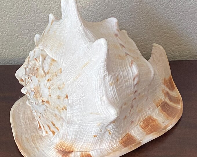 Huge 5.05 Pound Natural Queen Horned Helmet Shell 11.75” X 8” X 8.5 ...
