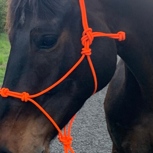 Safety Orange Rope Halter Yacht Rope Halter Hunter Orange - Etsy