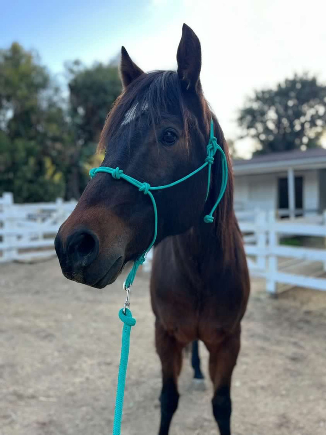 Custom Rope Halter & 12 Foot Lead Rope With Snap, Yacht Rope Halter ...