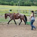 Custom 22' Long Lines, Yacht Rope Long Lines, Ground Driving Reins ...