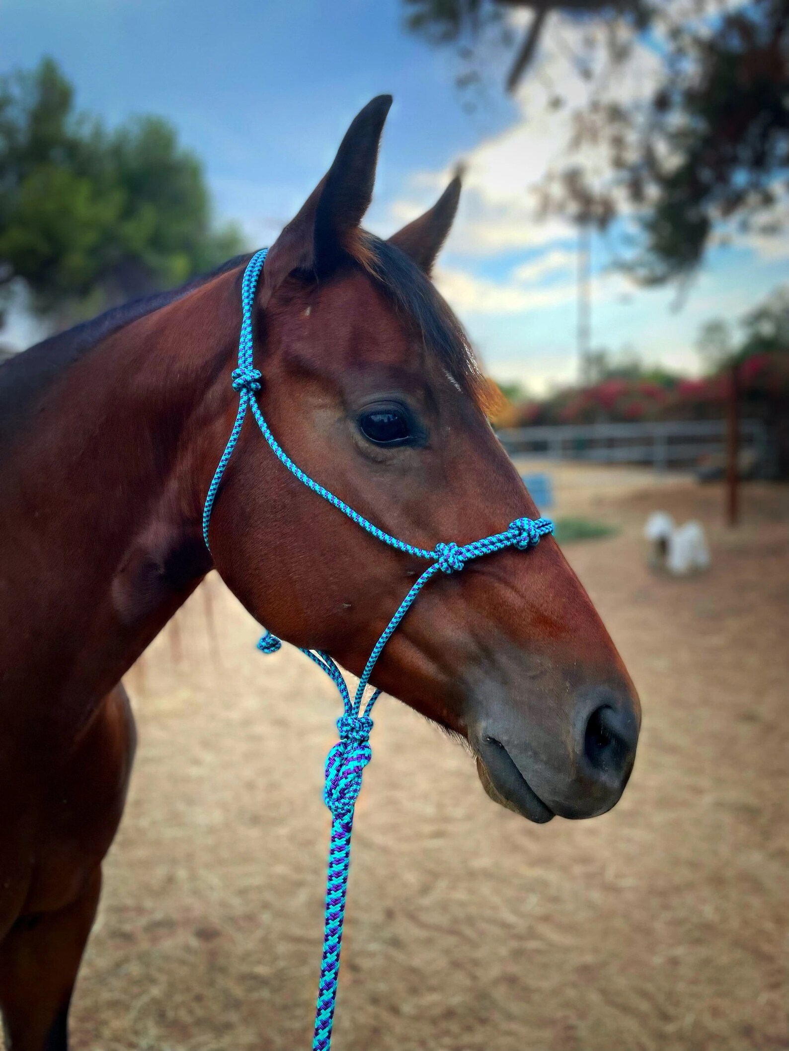 Custom Rope Halter & 12 Foot Attached Lead Rope Yacht Rope - Etsy