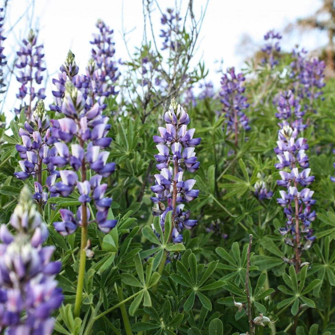 LUPINE Seeds Powder 8oz 227g ORGANIC Dried Bulk Herb - Etsy