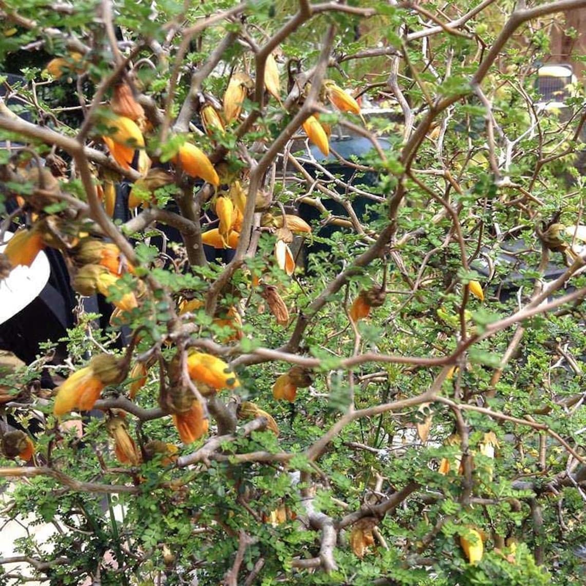 PAGODA TREE Buds 8oz 227g ORGANIC Dried Bulk Herb Sophora - Etsy