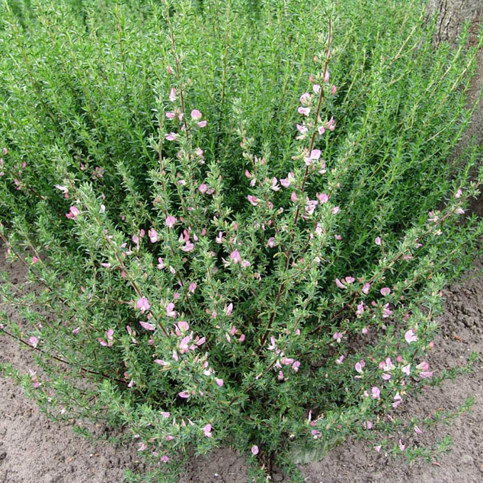 RESTHARROW Root 1lb 454g ORGANIC Dried Bulk Herb Ononis - Etsy