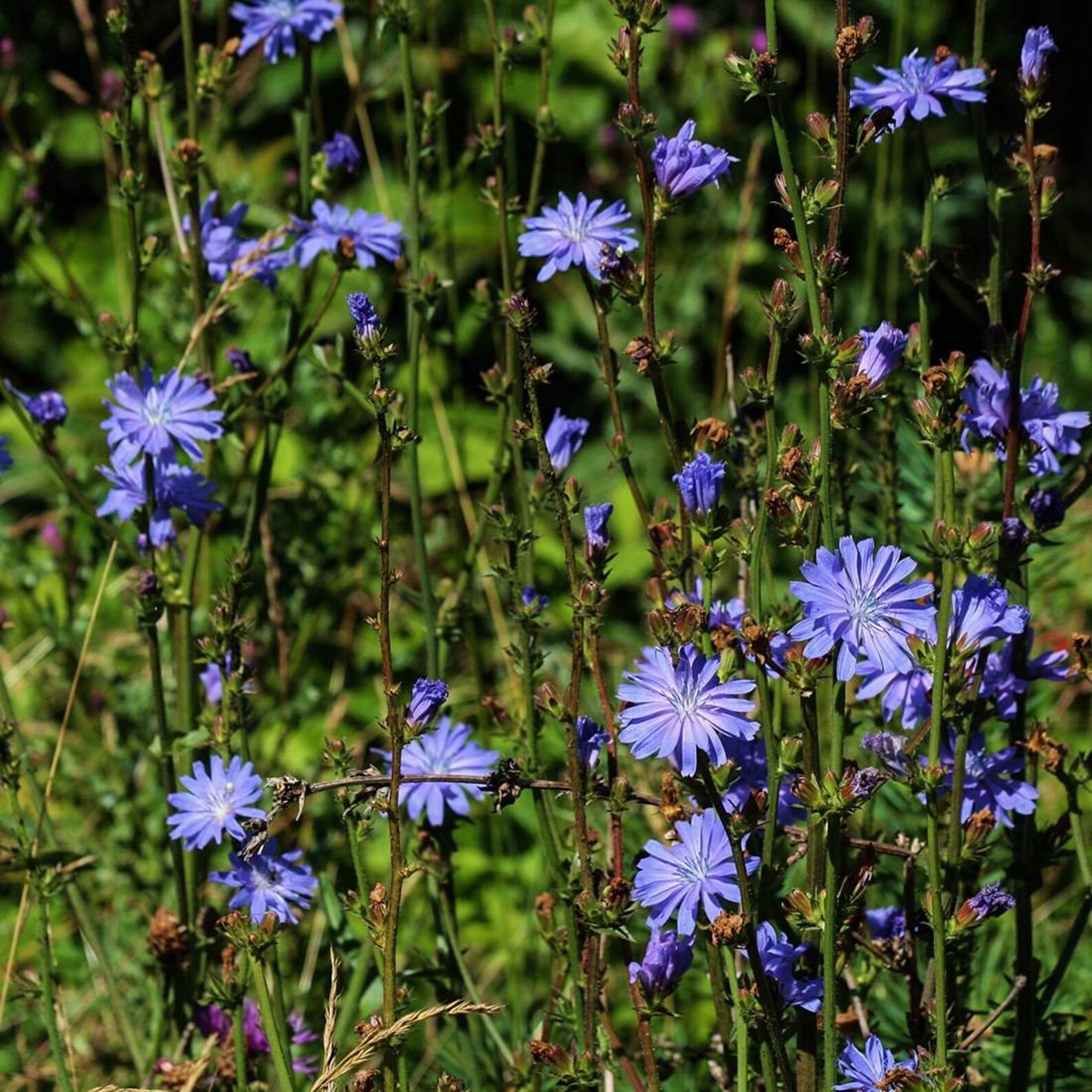 CHICORY Root 1lb 454g ORGANIC Dried Bulk Herb Cichorium | Etsy