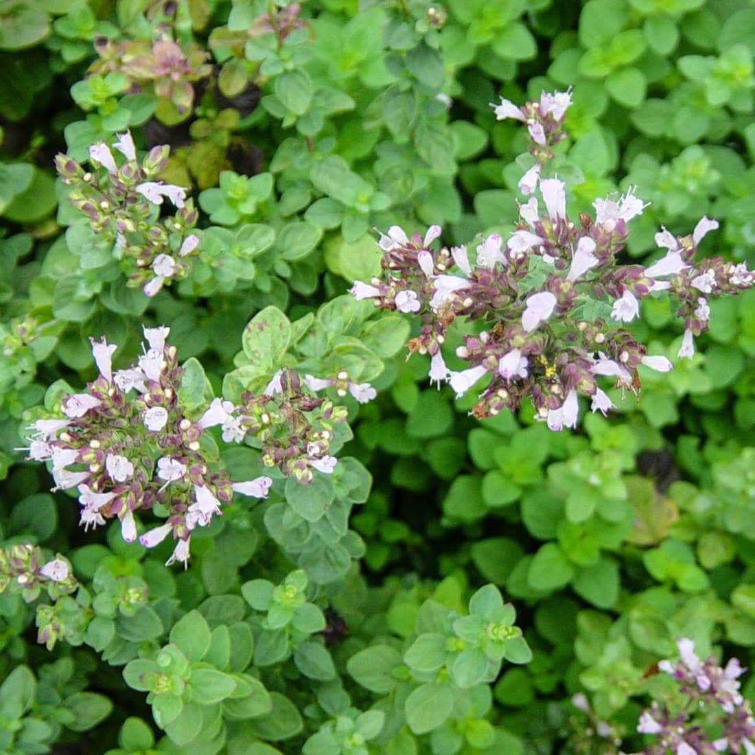 OREGANO Herb 4lb 1814g ORGANIC Dried Bulk Tea Origanum Spp - Etsy