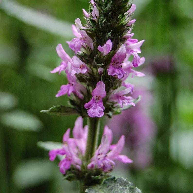 WOOD BETONY Root 1lb 454g ORGANIC Dried Bulk Herb Stachys - Etsy
