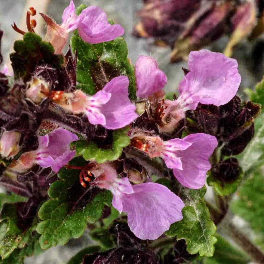 WALL GERMANDER Herb 1lb 454g ORGANIC Dried Bulk Tea | Etsy