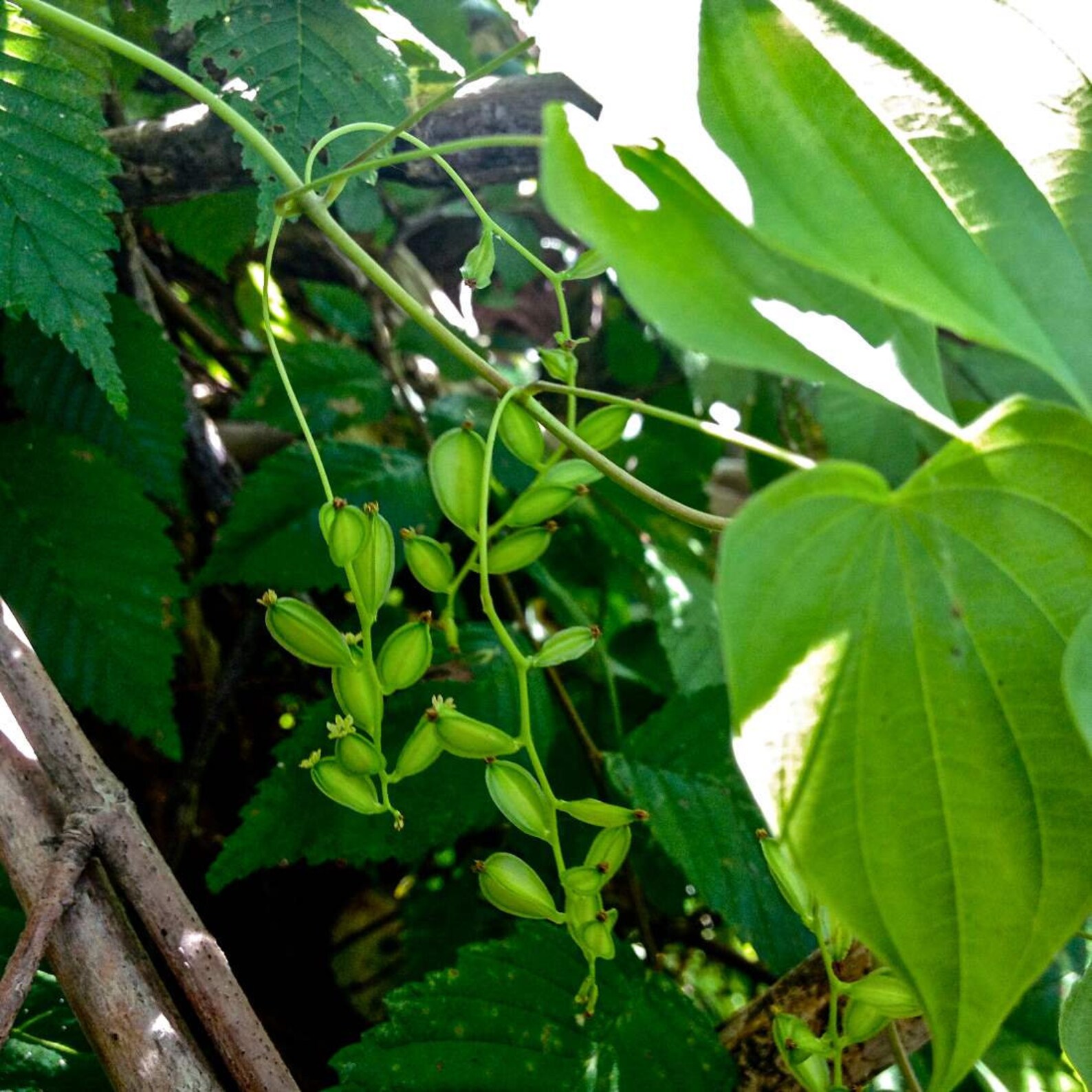 WILD YAM Root 1lb 454g ORGANIC Dried Bulk Herb Dioscorea - Etsy