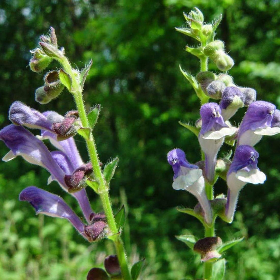 SKULLCAP Herb 8oz 227g ORGANIC Dried Bulk Tea Scutellaria - Etsy UK