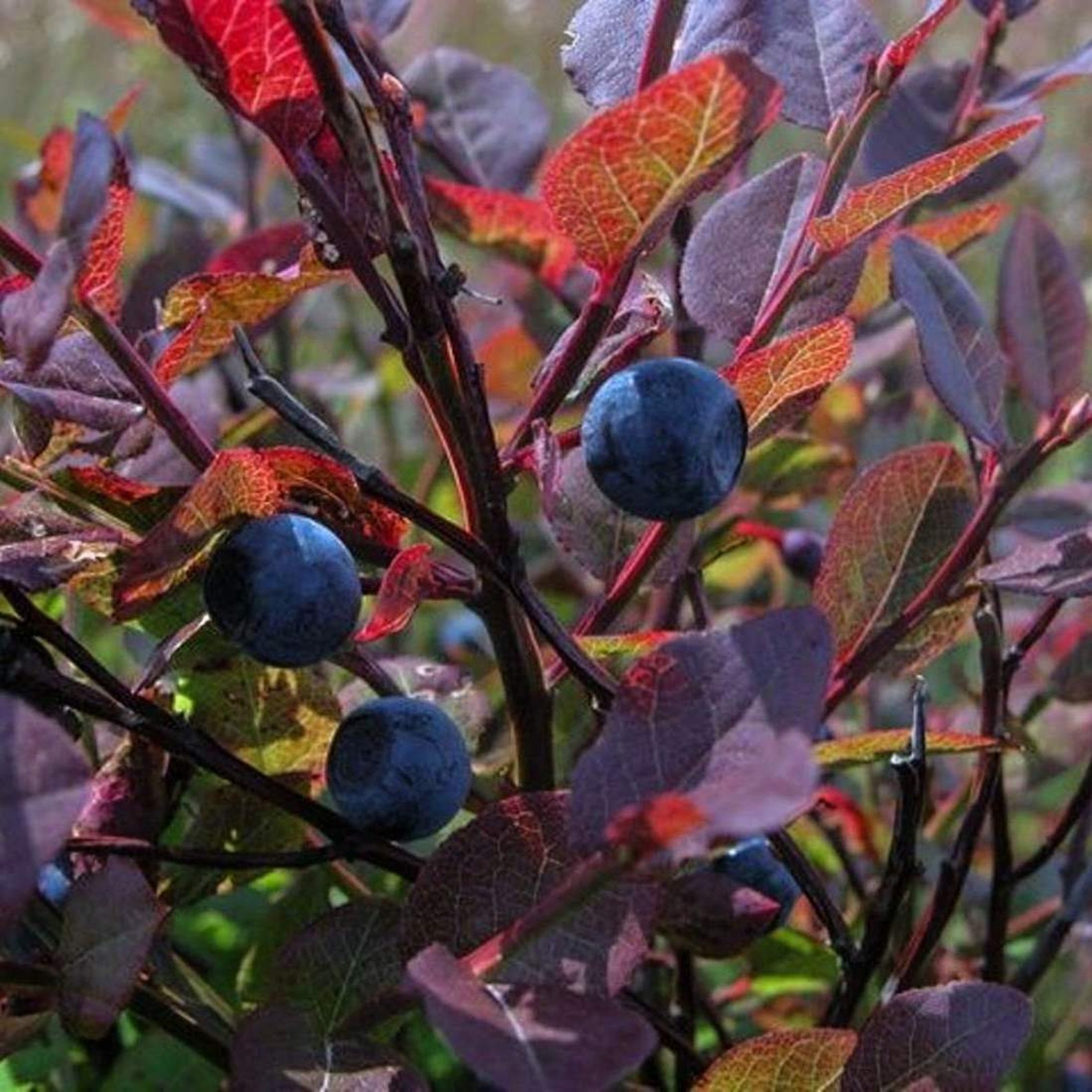 BILBERRY Leaf 4oz 113g ORGANIC Dried Bulk Herb Vaccinium - Etsy