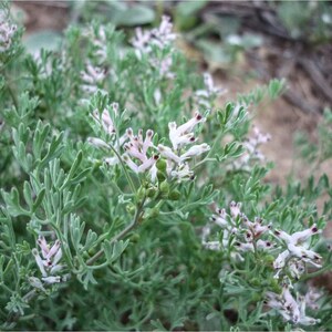 FUMITORY Herb 1lb 454g ORGANIC Dried Bulk Tea, Fumaria Spp Herba ...