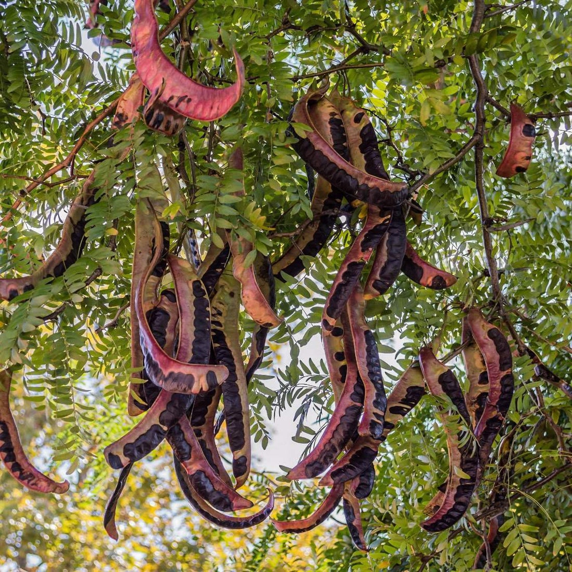 HONEY LOCUST Berries 1lb 454g ORGANIC Dried Bulk Herb - Etsy