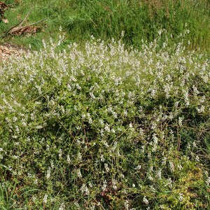 FUMITORY Herb ORGANIC Dried Bulk Tea, Fumaria Spp Herba /available Qty ...