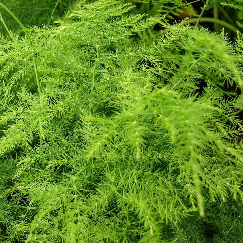 WILD ASPARAGUS Root 2oz 57g ORGANIC Dried Bulk Herb - Etsy