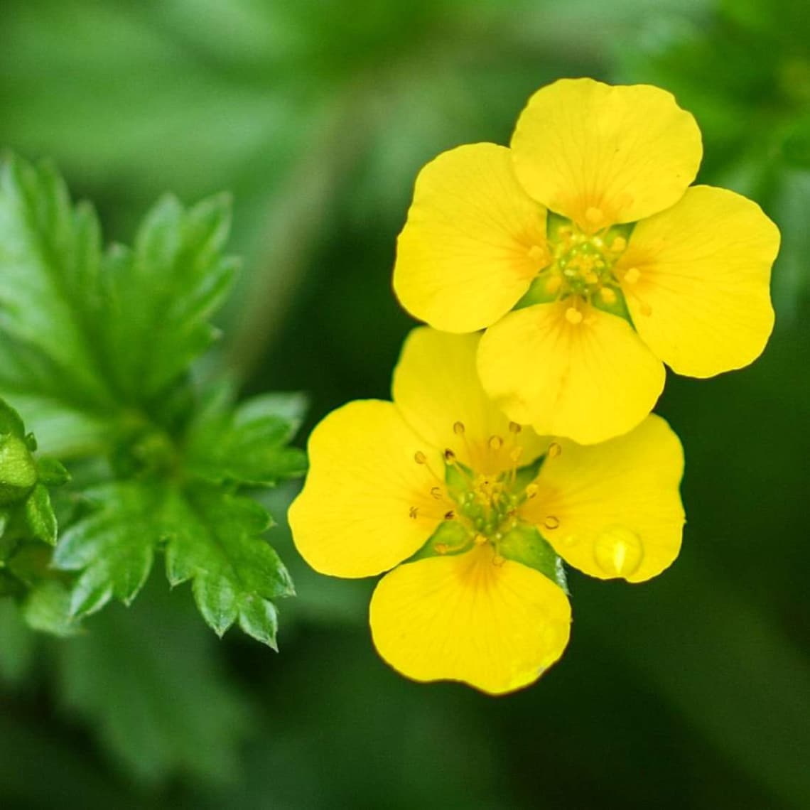 TORMENTIL Herb 2oz 57g ORGANIC Dried Bulk Tea Potentilla - Etsy UK