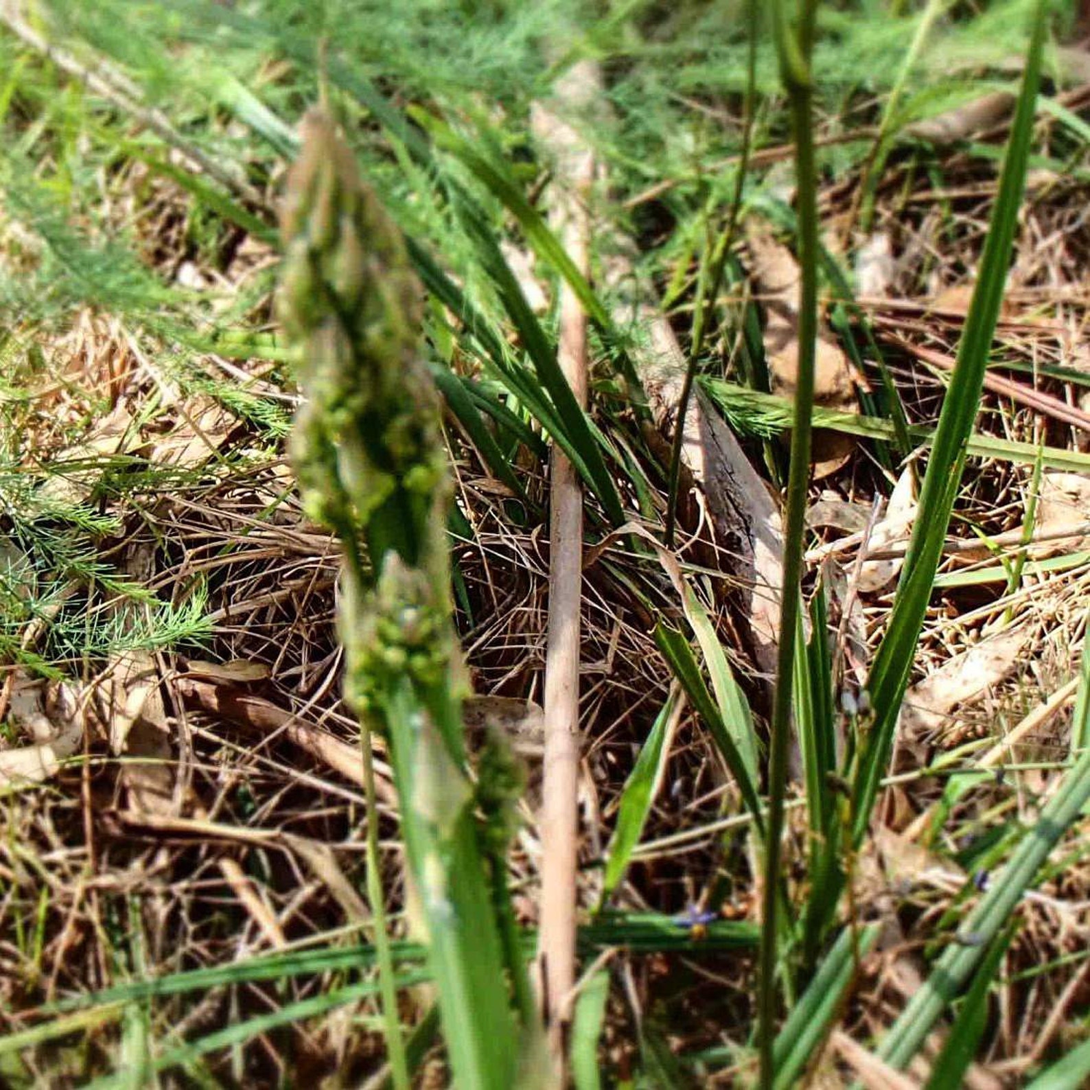 WILD ASPARAGUS Root 2oz 57g ORGANIC Dried Bulk Herb - Etsy